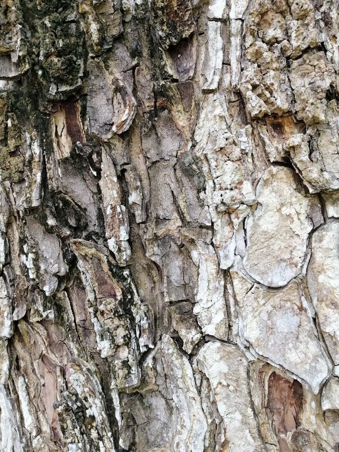 Closeup View Surface of Tree S Trunk at the Forest. Nature of Plants ...