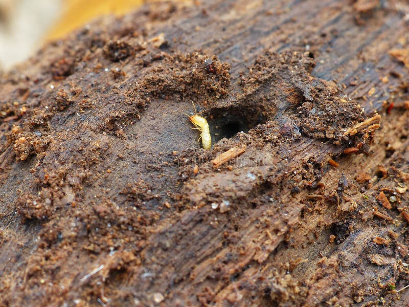 Termite in Log 1 stock photo. Image of light, brown - 164067560