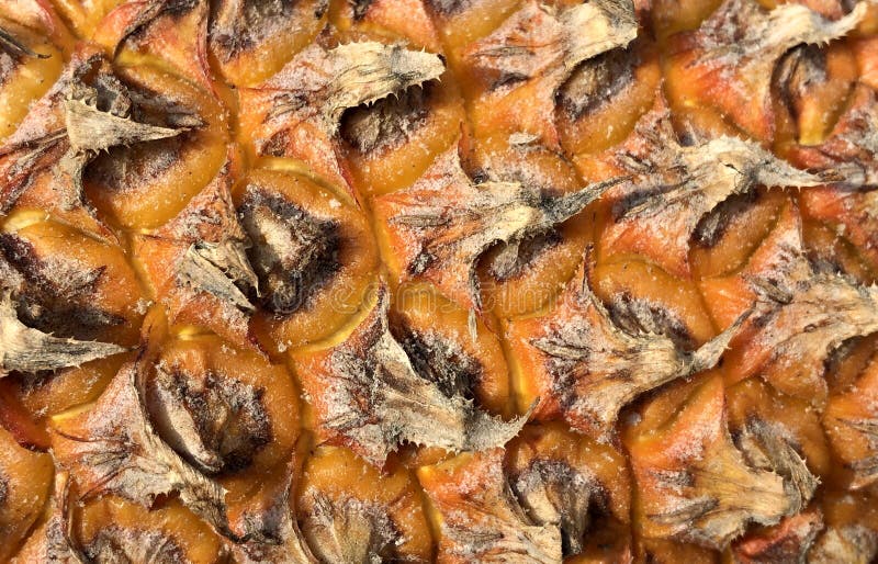 Pineapple Skin Texture. Pineapple Skin Closeup View in the Sunlight ...