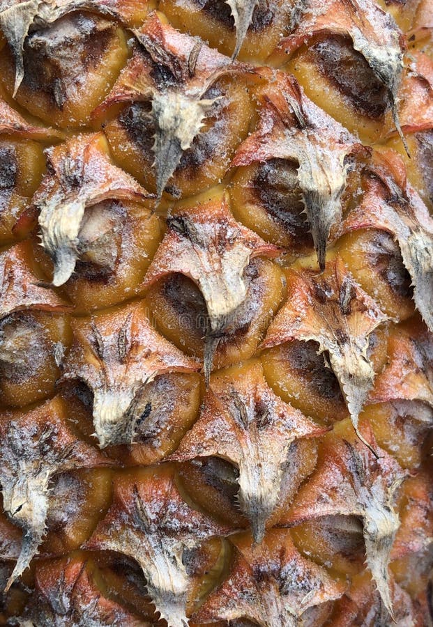 Pineapple Skin Texture. Pineapple Skin Closeup View in the Sunlight ...