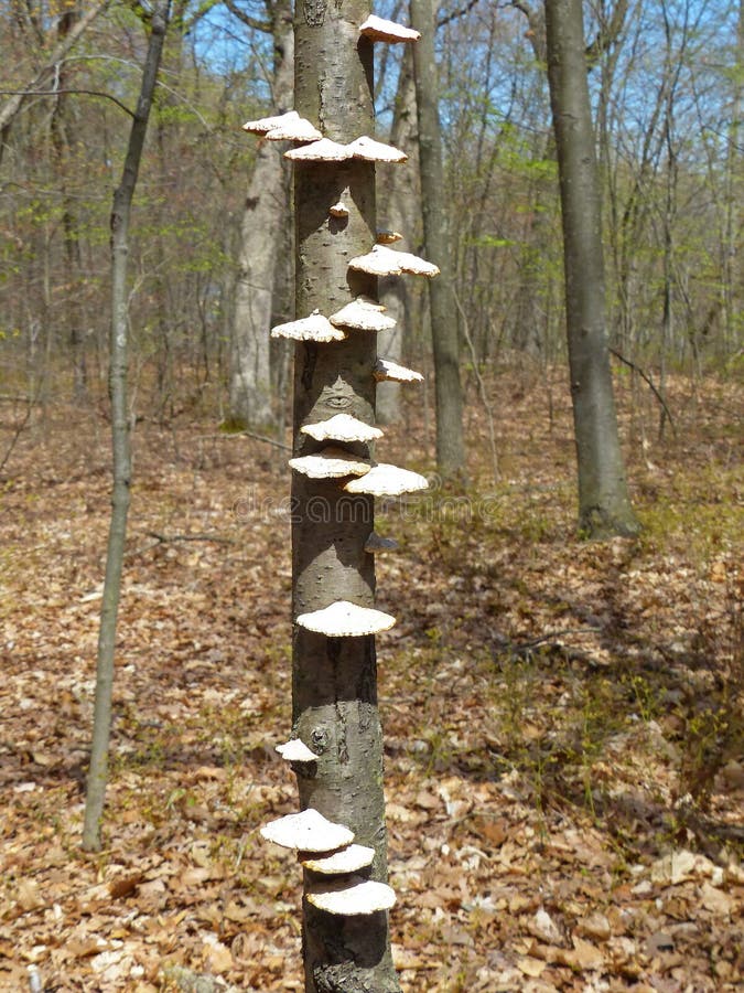Thin tree trunks stock photo. Image of wood, thin, landscape - 129504720