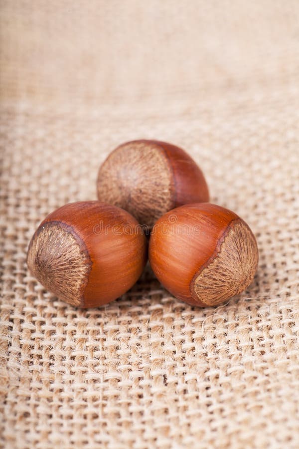 Hazelnuts stock photo. Image of closeup, agriculture - 29706456