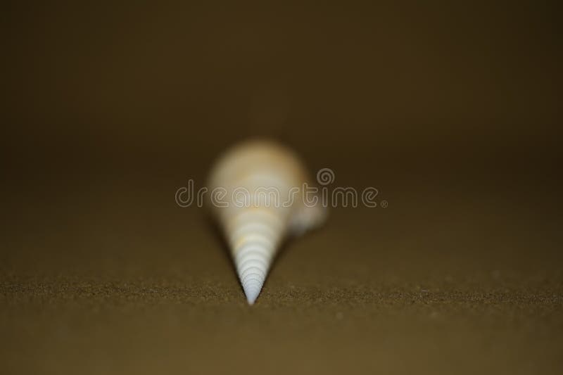 Closeup View of Tibia Fusus Stock Photo - Image of detail, animal ...