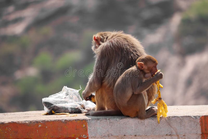 Closeup View of a Tiny Monkey Standing on the Stone and Digging Up on ...