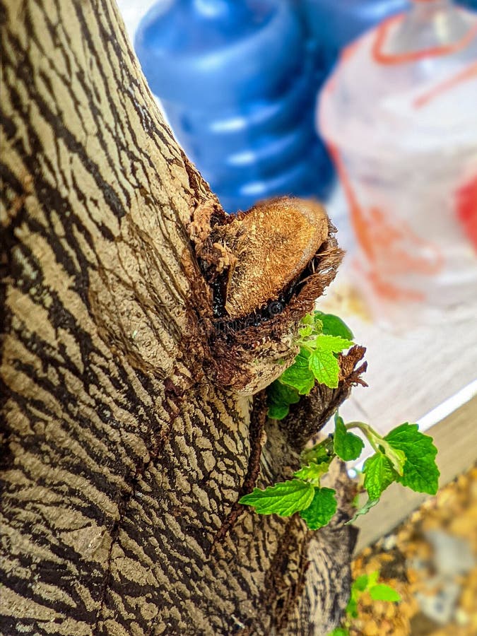 Closeup View Tree Bark Green Leaves Sprouting Trunk Stock Photos - Free ...