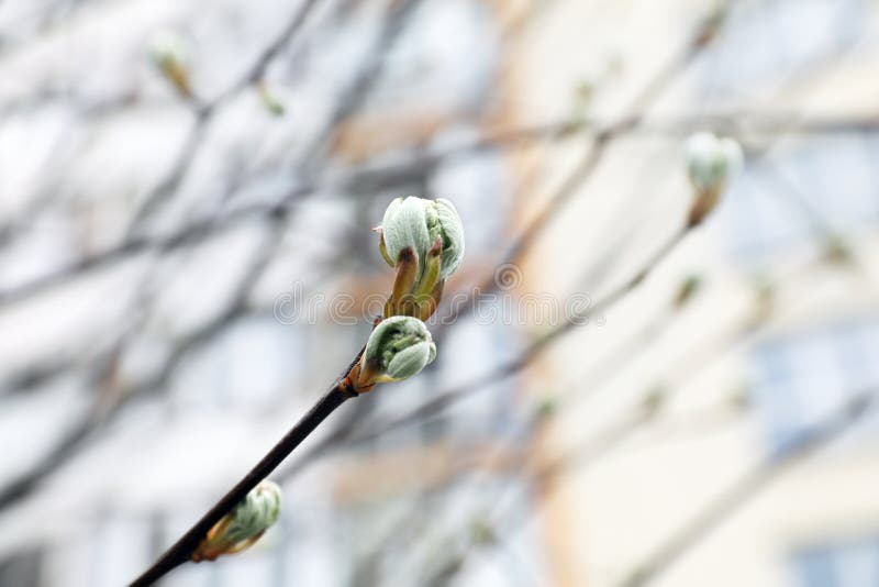 Closeup View of Tree Branch with Budding Leaves Outdoors Stock Photo ...