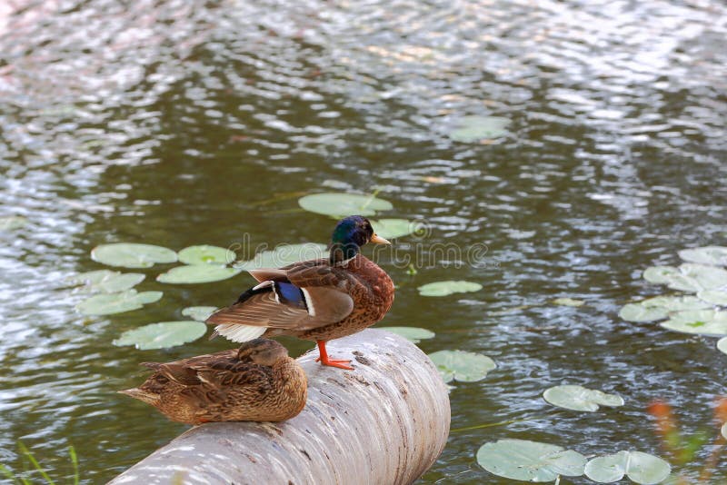 Closeup View of Two Cute Ducks Isolated on Water Surface Background ...