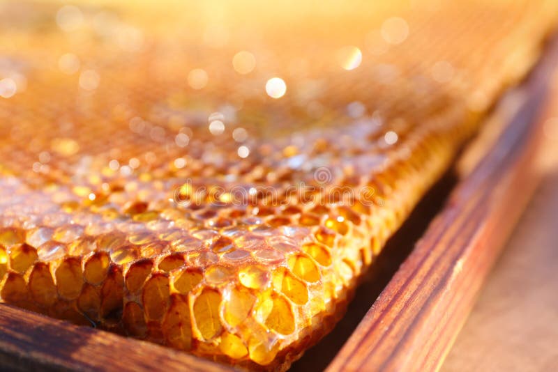 Closeup View of Uncapped Filled Honeycomb Frame Stock Photo - Image of ...