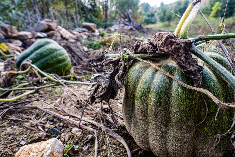 Closeup View of an Unripe, Green Pumpkin Stock Photo - Image of healthy ...