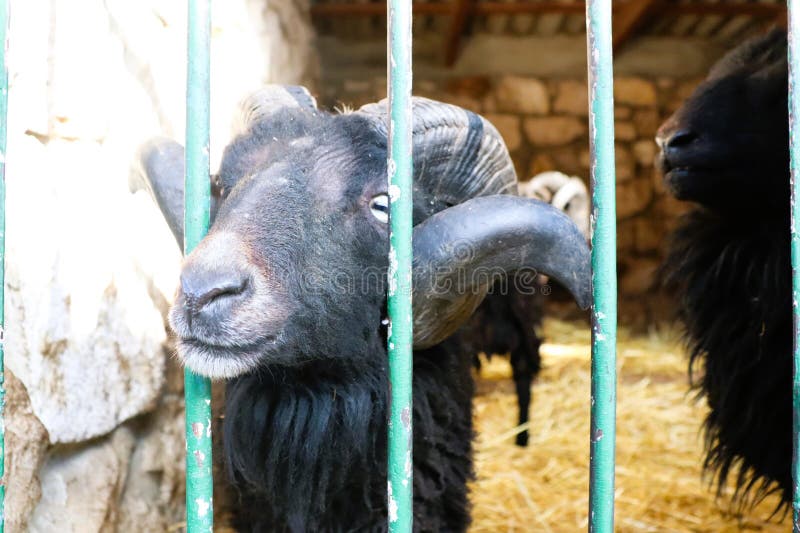 A CloseUp View of a Very Curious Black Sheep Encountered Inside a Cozy ...