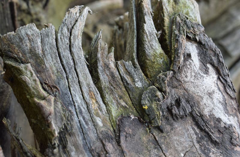 A Closeup View of a Weathered Tree Stump Stock Image - Image of ...