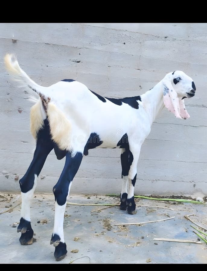 Black Goat Standing on a Snowy Hillside Next To Trees and Bushes Stock ...