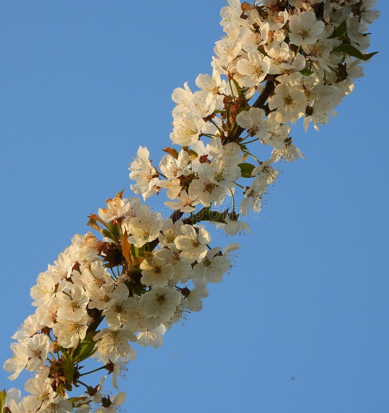 Closeup View on White Blossoms Stock Photo - Image of leaves, natural ...