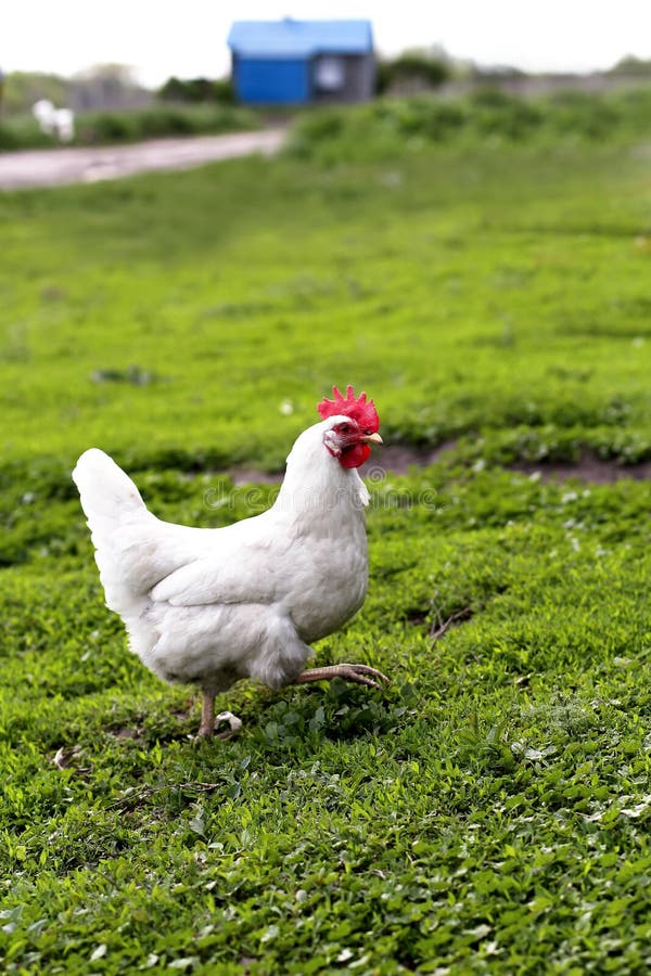 Closeup View of a White Hen in a Meadow Stock Image - Image of ...