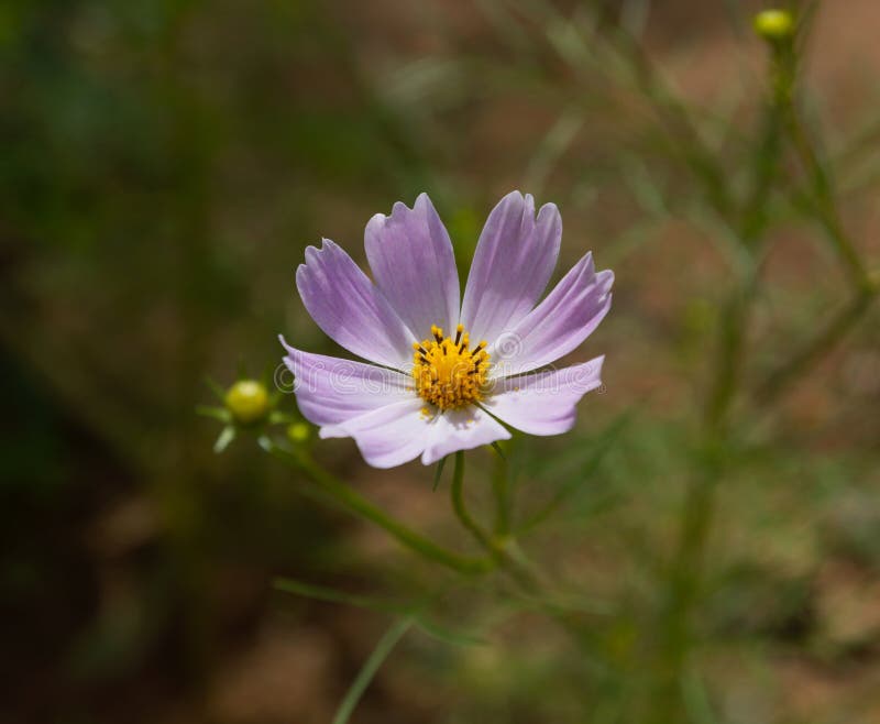 White coreopsis flowers stock image. Image of blossom - 34157899