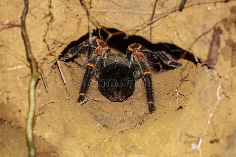Hole of the Tarantula. stock image. Image of found, mountain - 100120947