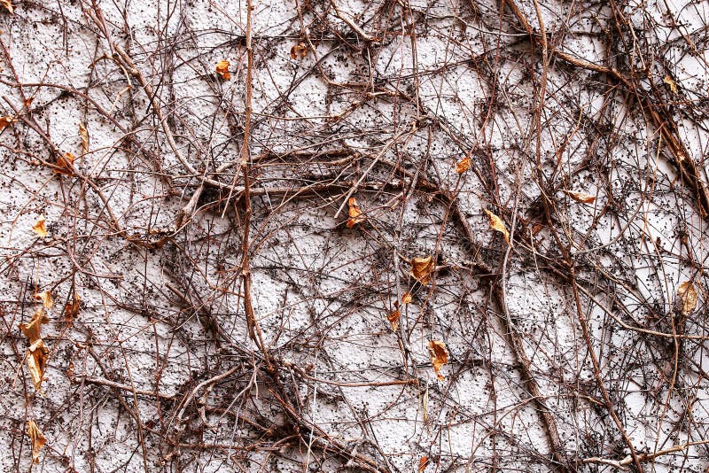 Closeup View on a Withered Ivy Stock Image - Image of twig, vines: 41791783