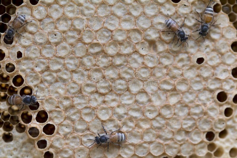 Closeup View of the Working Bees on Honeycomb, Honey Cells Pattern ...