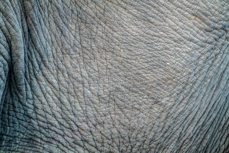Abstract Elephant Hide stock image. Image of grunge - 176321737