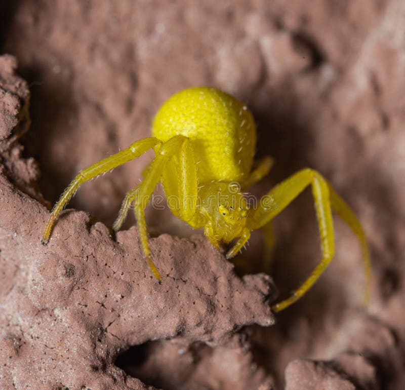 Closeup View of a Yellow Crab Spider Stock Image - Image of outdoor ...