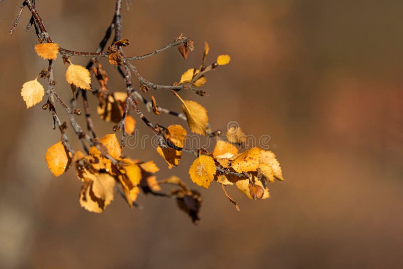 Closeup View of Yellow Dry Leaves on a Tree Branch Stock Photo - Image ...