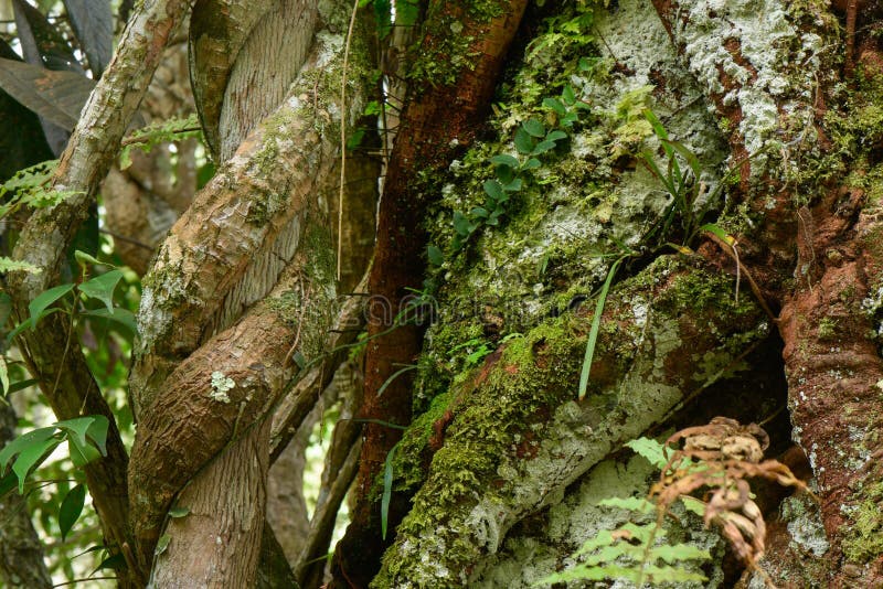 Closeup vine around tree stock image. Image of evergreen - 80268713