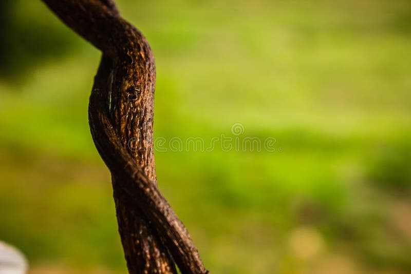 Closeup vine stock photo. Image of life, decoration, flora - 73698986