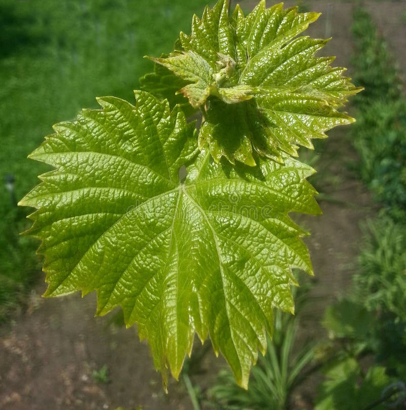 Closeup of a grape leaf stock image. Image of background - 121306169