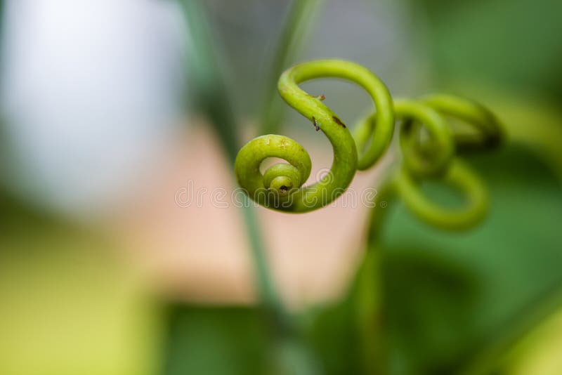 Closeup of Vine Plant Twisting Stock Photo - Image of plant ...