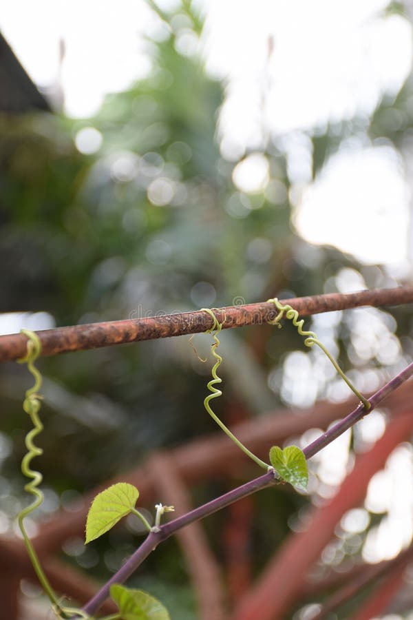Closeup Vine on Steel. Nature and Man Made. Stock Photo - Image of ...