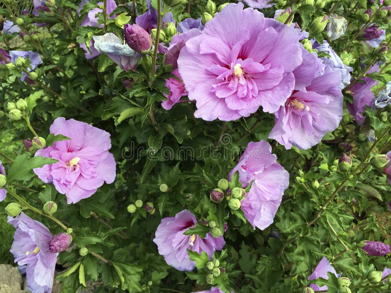 Closeup of a Violet Hibiscus Blossom Stock Image - Image of blossom ...