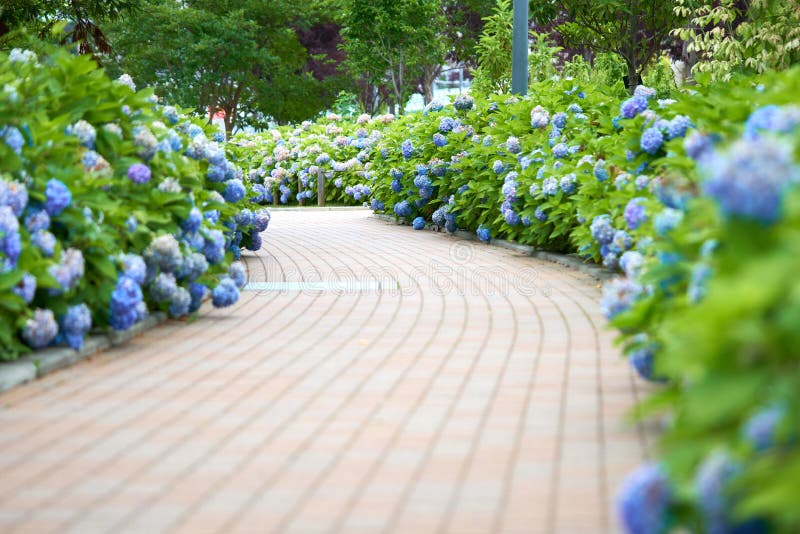 Closeup of Violet Hydrangea Hydrangea Macrophylla are Blooming Stock ...