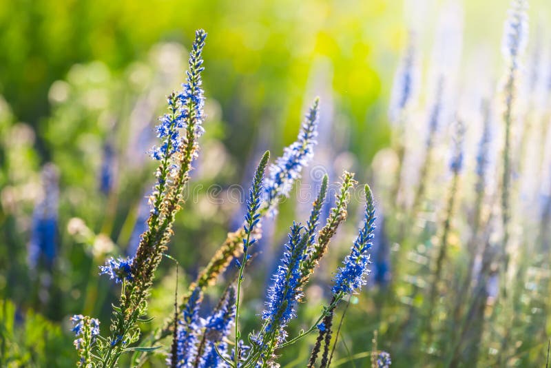Violet Prairie Aster - Aster Amellus Stock Photo - Image of vegetation ...