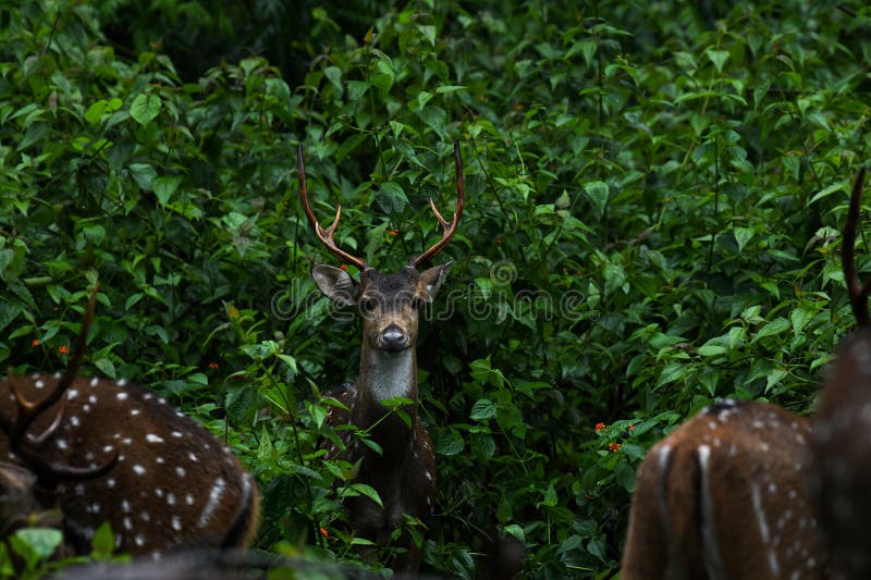 A Closeup of Visayan Spotted Deer or Axis Deer Resting in the Forest ...