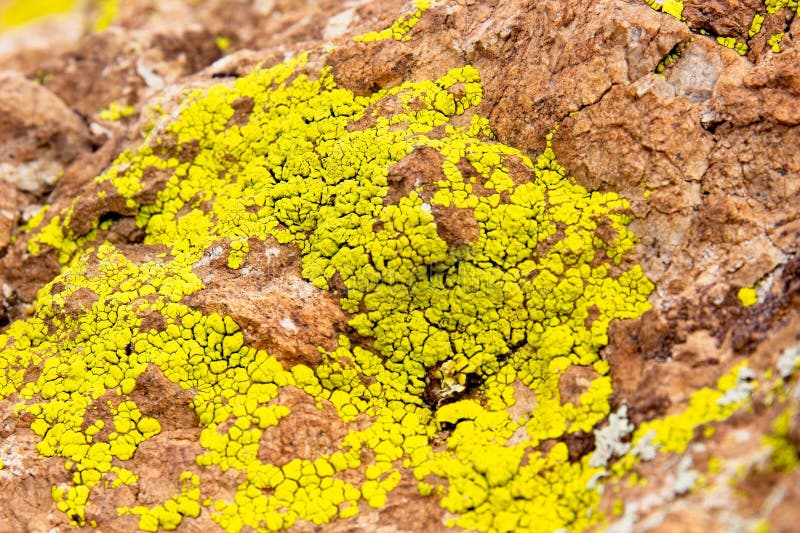 Closeup of a Lichen stock image. Image of wavey, moss - 71097029