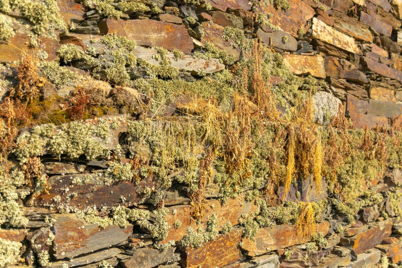Closeup of a Wall Covered in Moss and Other Plants Captured during the ...