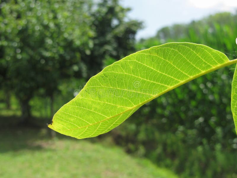 Closeup of Walnut Leaf Lit by Sunlight Stock Photo - Image of copse ...