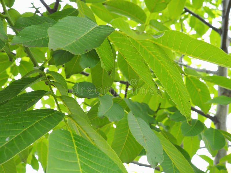 Closeup of Walnut Tree Foliage Stock Photo - Image of visible, regular ...