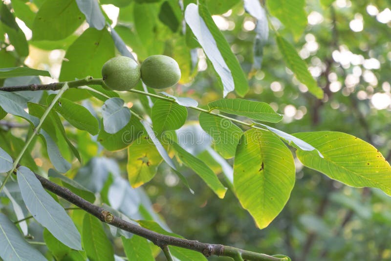 Closeup of a Walnut Tree with Green Fruits in the Farm Stock Image ...
