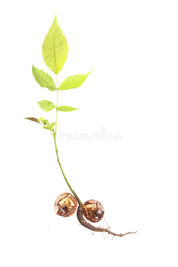 Walnut tree seedling stock image. Image of plant, healthy - 40908853