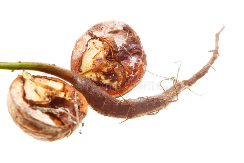 Closeup of a Walnut Tree Isolated Stock Image - Image of botany ...