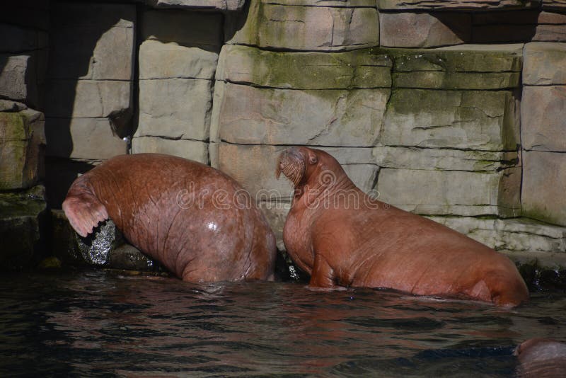 Walrus in the water stock photo. Image of nature, marine - 175494580