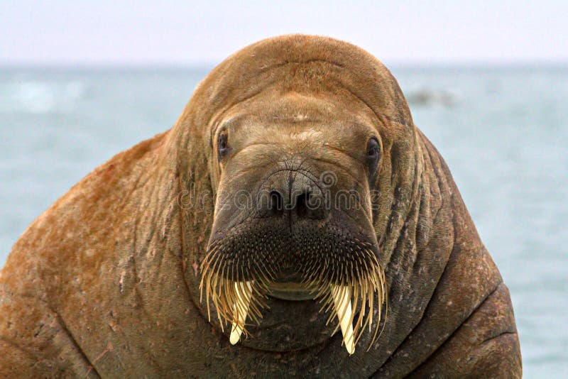 Closeup of a Walrus Staring Straight into the Camera Stock Image ...