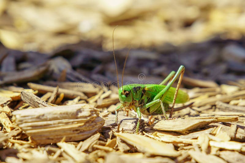 Closeup of Wart-biter on Tree Shavings in a Field Under the Sunlight ...