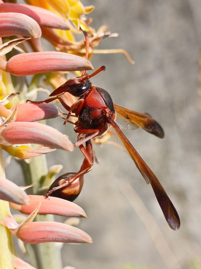 Closeup of a Wasp Perched on a Flower, a Vertical Shot Stock Photo ...
