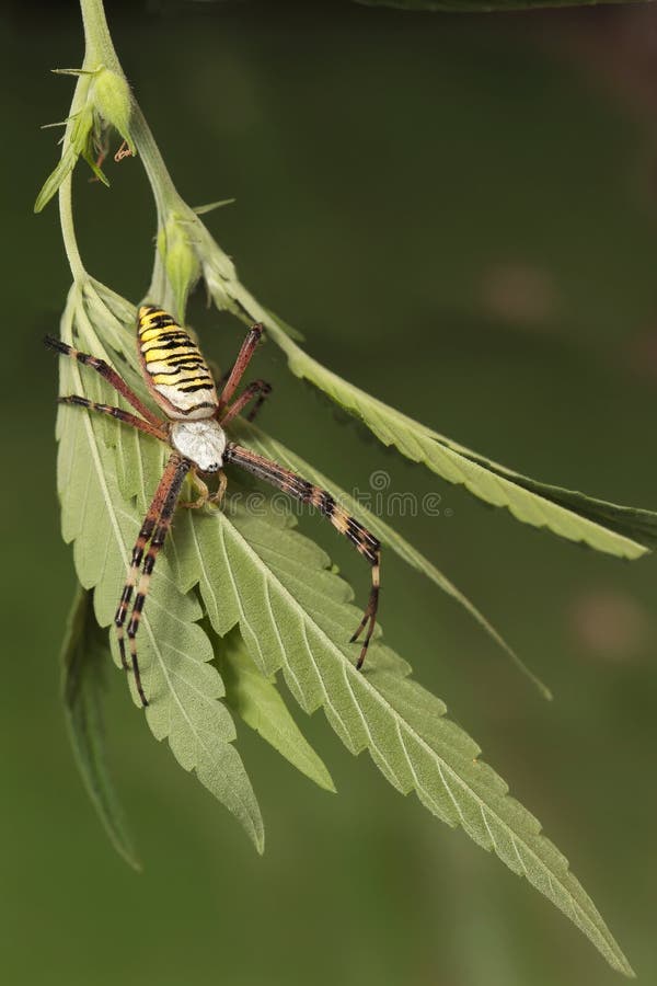 Closeup Wasp Spider (Argiope Bruennichi) on the Leaf of Cannabis Stock ...