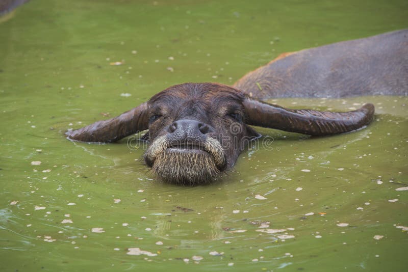 Closeup of a Water Buffalo Bathing in the River Stock Image - Image of ...