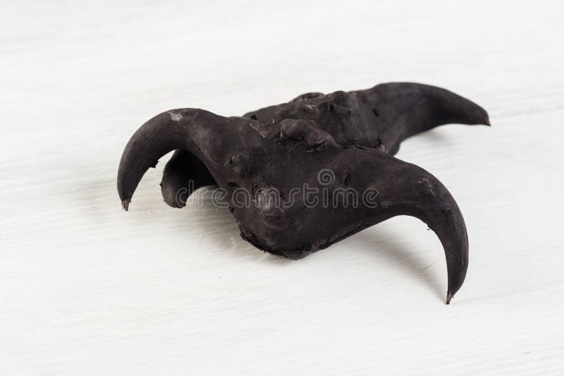 Closeup water caltrop stock image. Image of roxb, root - 165688133