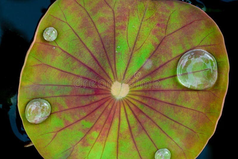 Closeup Water Drop on Lotus Leaf Stock Image - Image of floral, drop ...