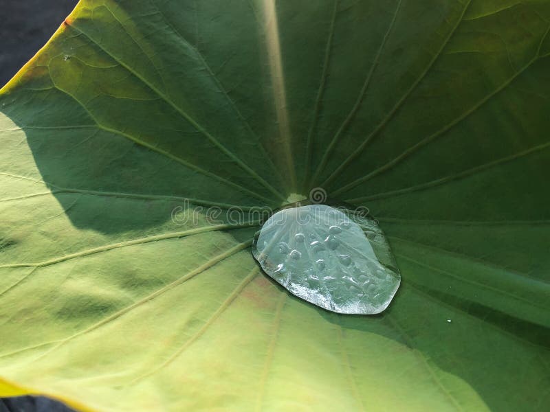 Closeup Water Drop on the Surface of Big Lotus Leaf with Sunlight Stock ...